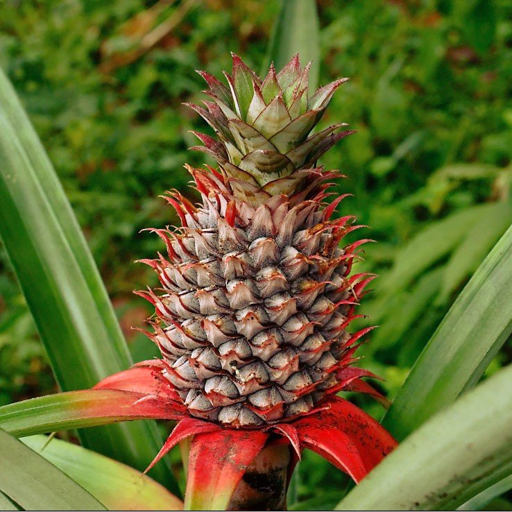 Pineapple Tree Photo