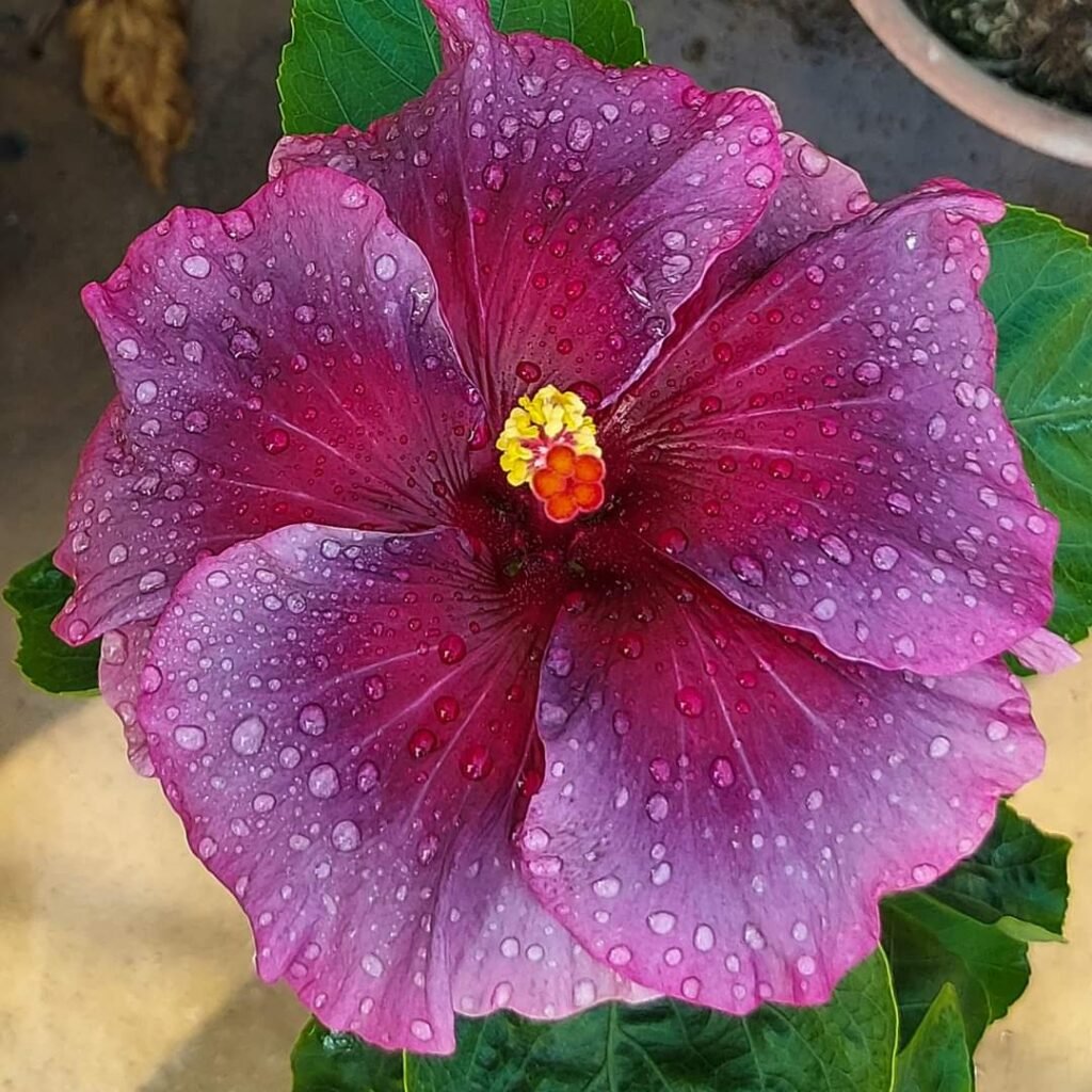 Australian Varitey-Grafted Hibiscus Flower Plant – Royals Plant