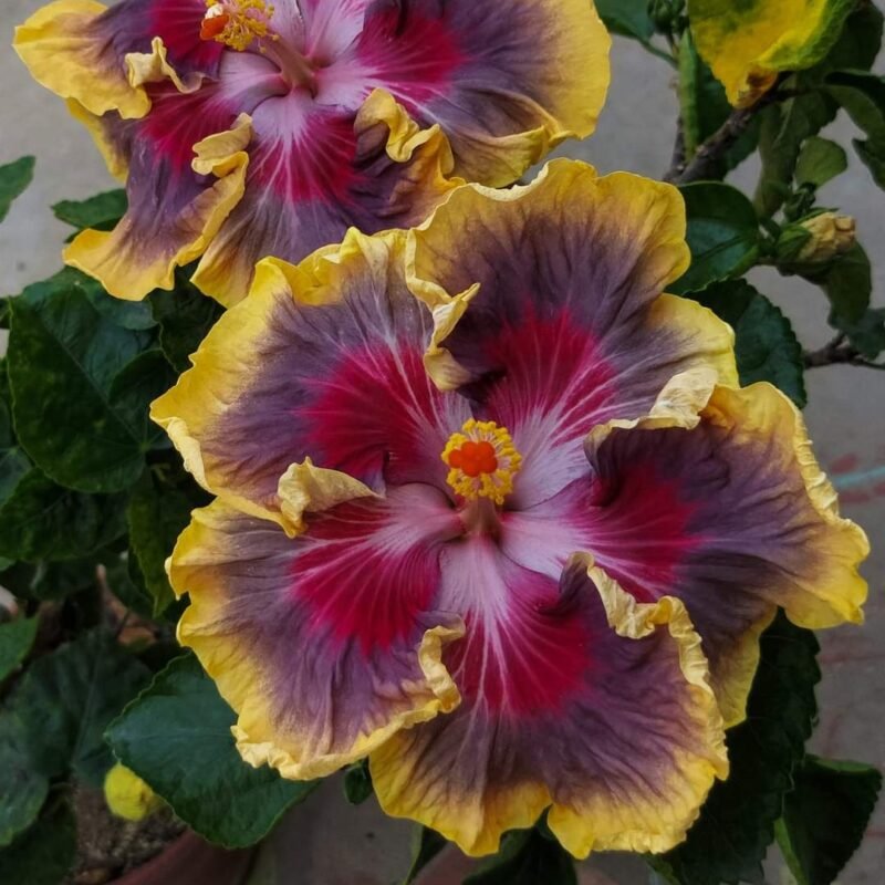 Australian Varitey-Grafted Hibiscus Flower Plant – Royals Plant