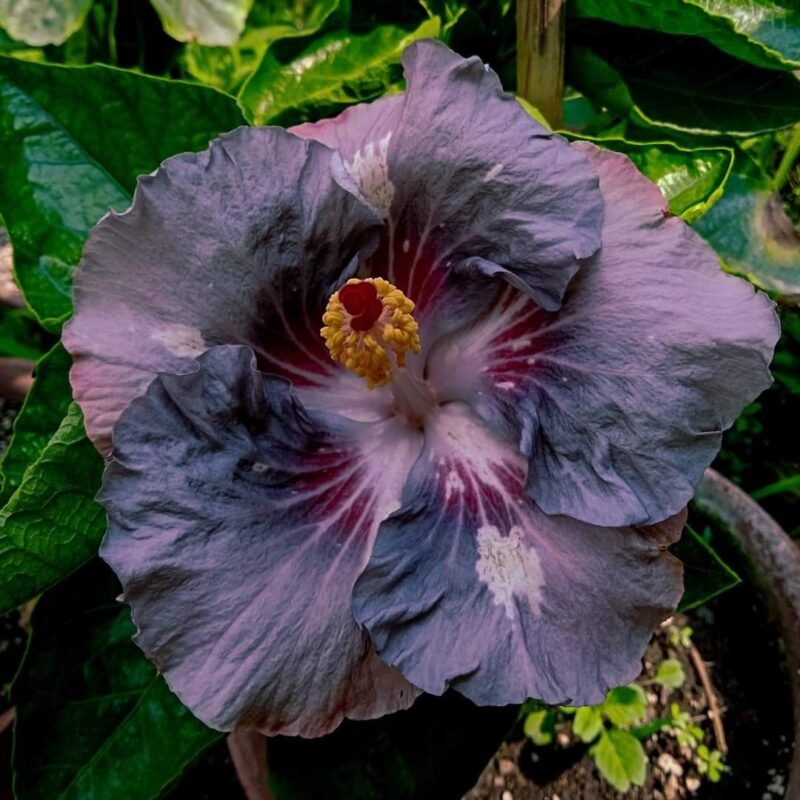 Australian Varitey-Grafted Hibiscus Flower Plant – Royals Plant