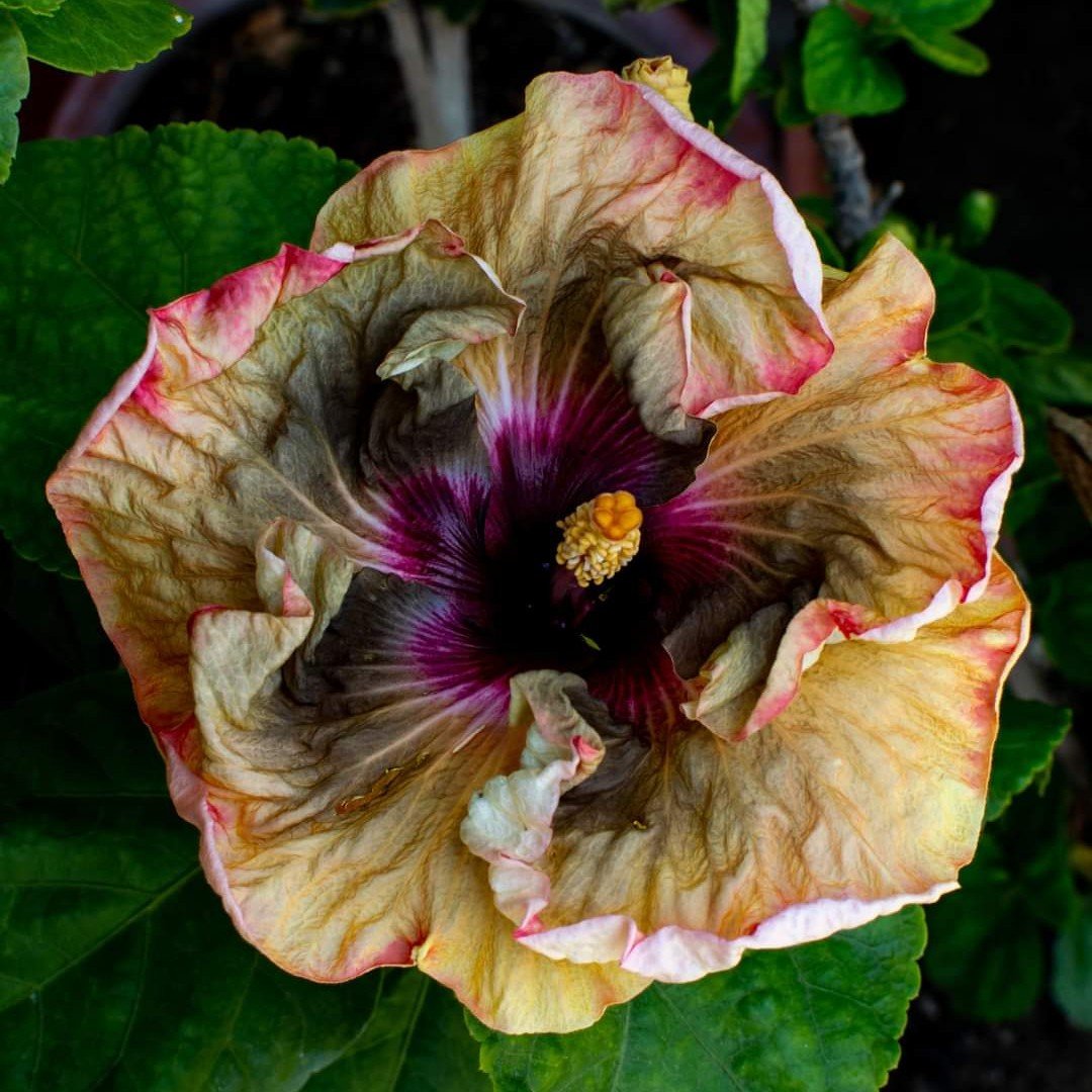 Australian Varitey-Grafted Hibiscus Flower Plant - RoyalsPlant