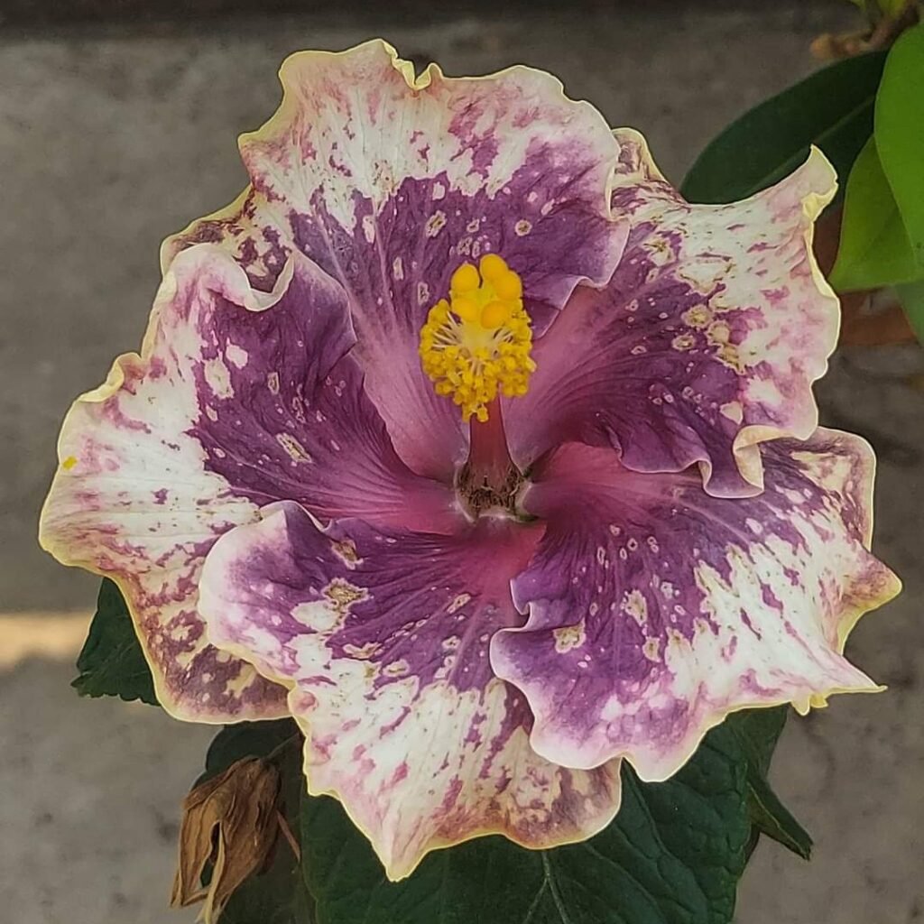 Australian Varitey-Grafted Hibiscus Flower Plant – Royals Plant