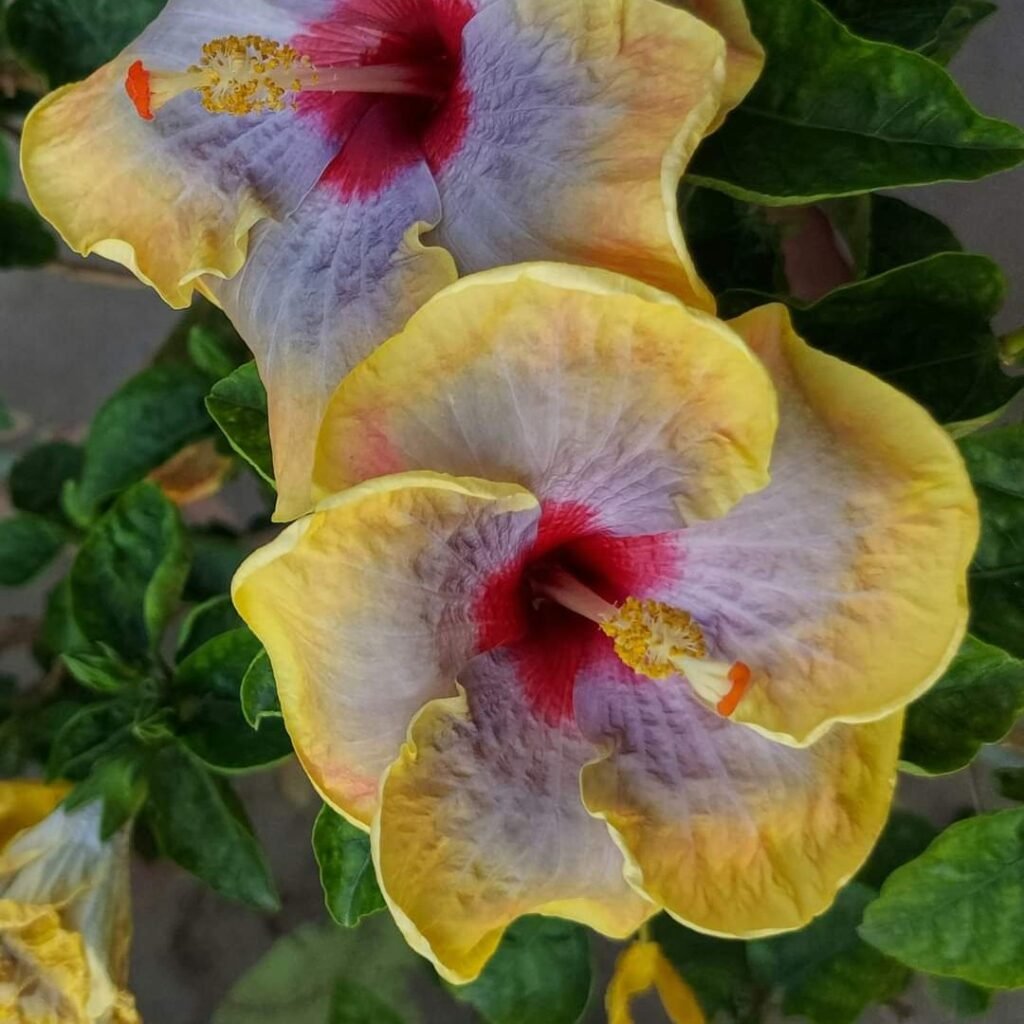 Australian Varitey-Grafted Hibiscus Flower Plant – Royals Plant
