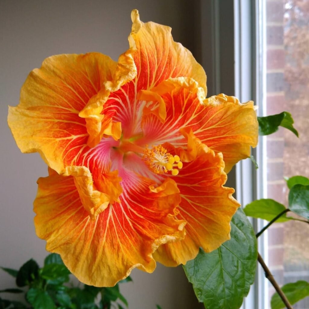 Australian Varitey-Grafted Hibiscus Flower Plant – Royals Plant