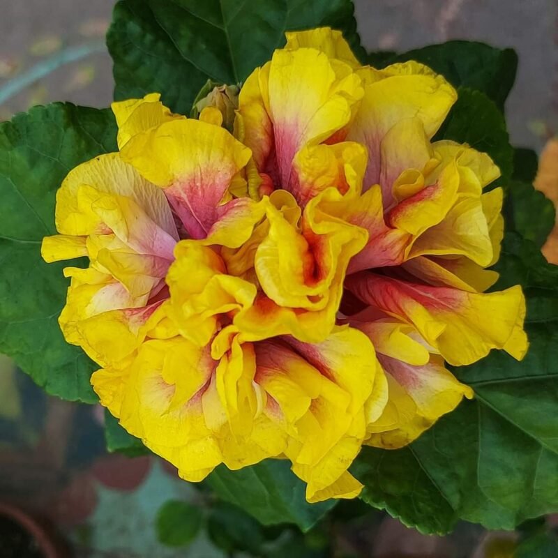 Double Petal Varitey-Grafted Hibiscus Flower Plant – Royals Plant
