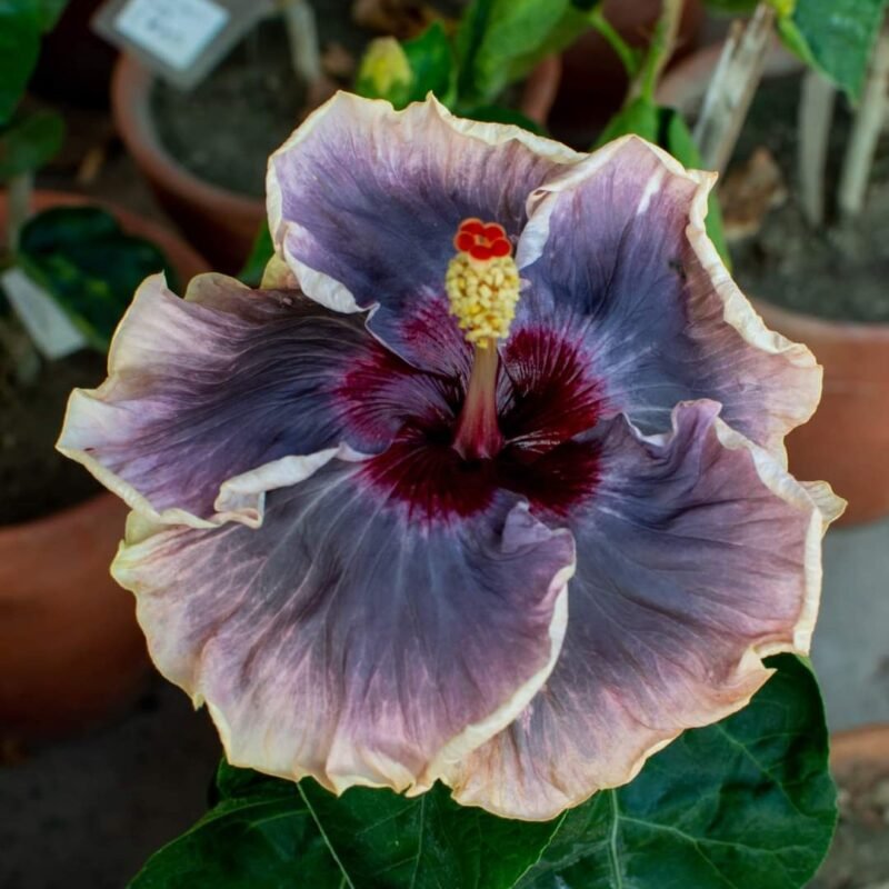 Australian Varitey-Grafted Hibiscus Flower Plant – Royals Plant