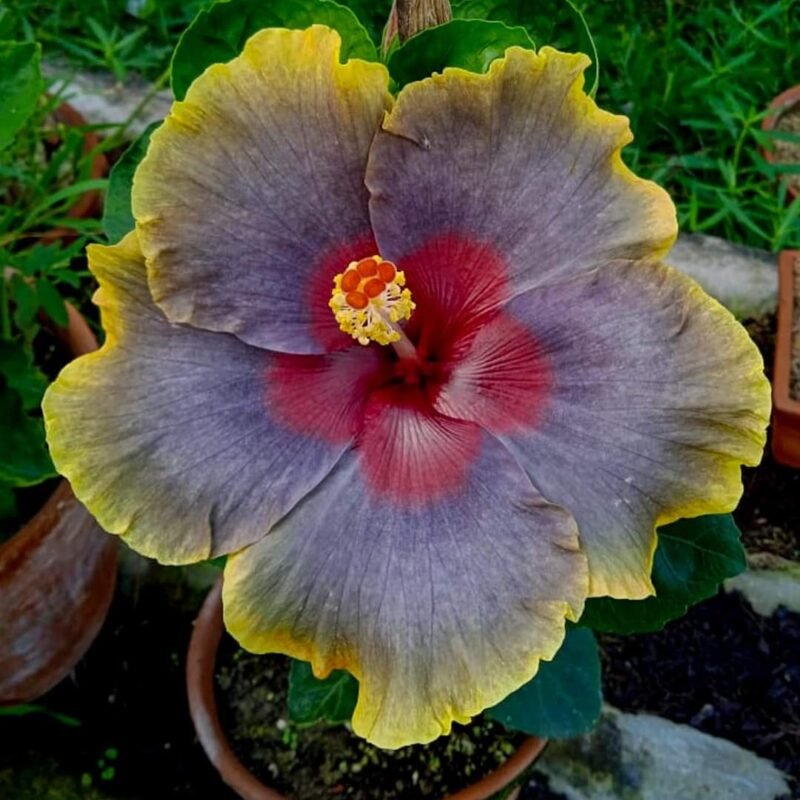 Australian Varitey-Grafted Hibiscus Flower Plant – Royals Plant