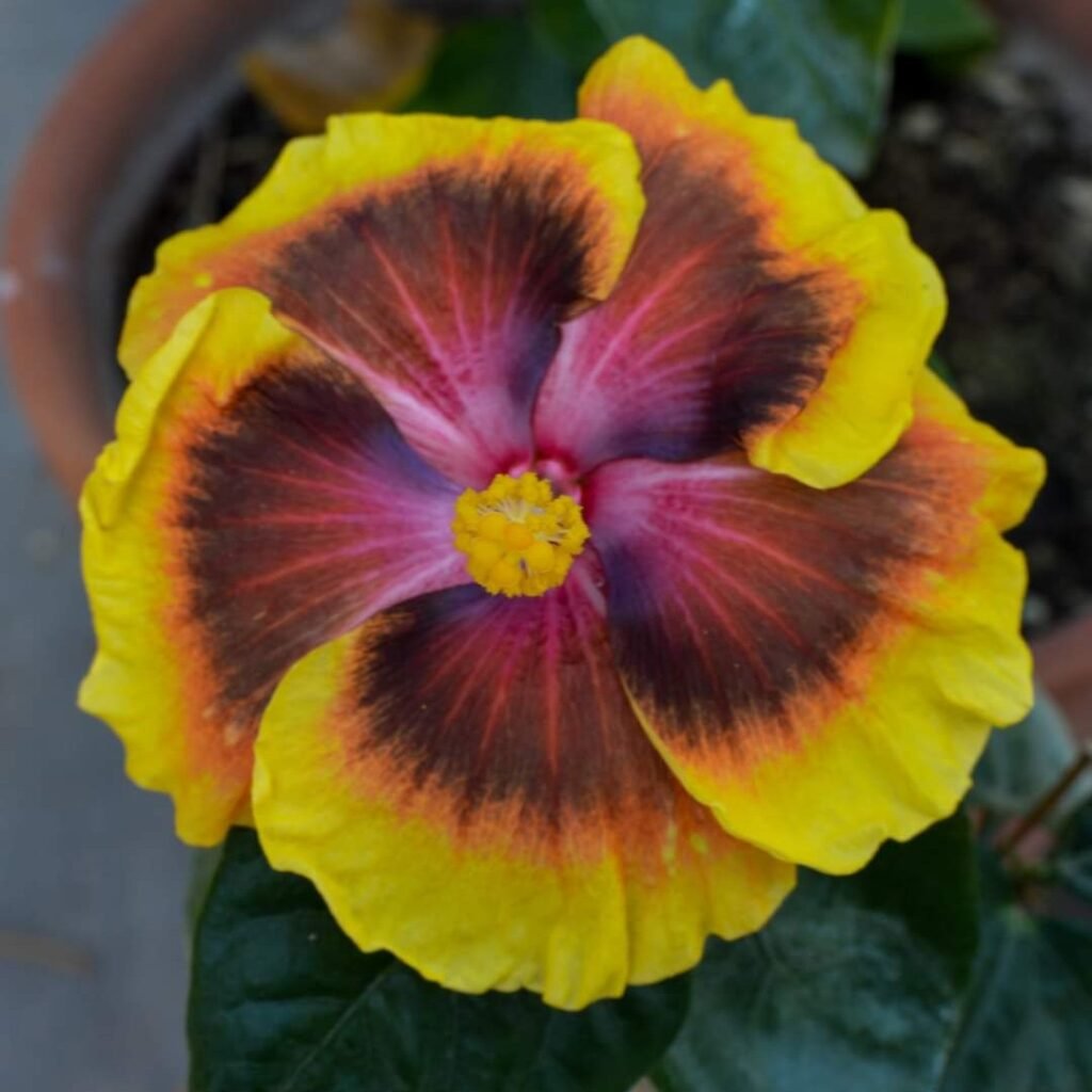 Australian Varitey-Grafted Hibiscus Flower Plant – Royals Plant