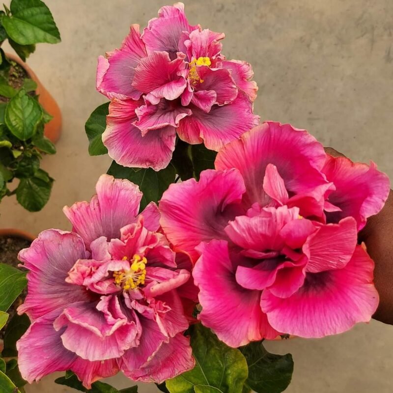 Double Petal Varitey-Grafted Hibiscus Flower Plant – Royals Plant
