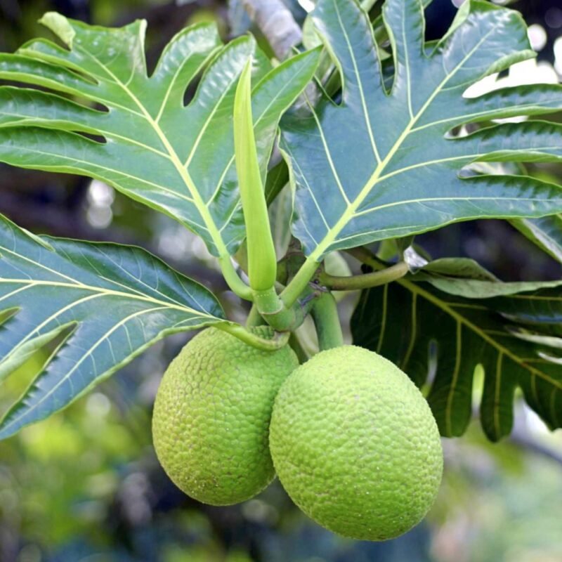 Bread-Fruit Plant – Royals Plant