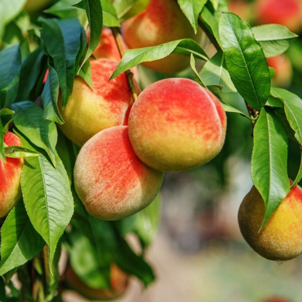 Australian Dwarf Varitey Golden Queen Peach Grafted Fruit Plant ...